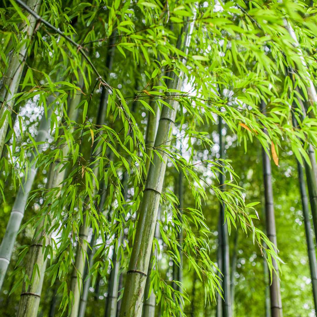 Buy The Best Quality Bamboo plant Seeds Online - OrganicBazar