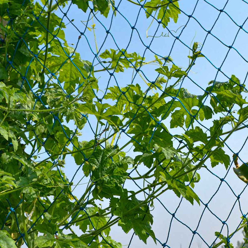 Creeper Net for Plant Support – 1.5m x 3m | UV-Treated Blue Netting