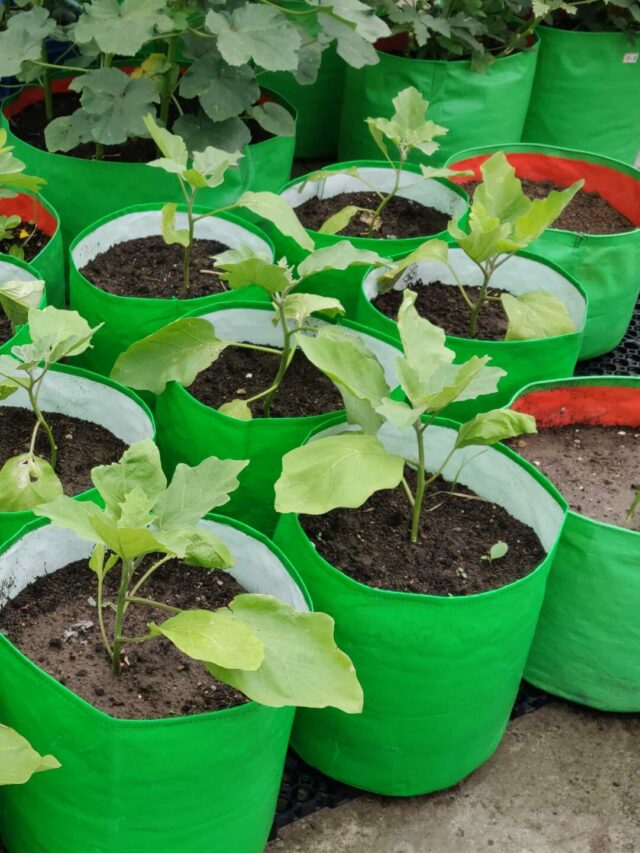 Buy Terrace Garden Kit Online in best price
